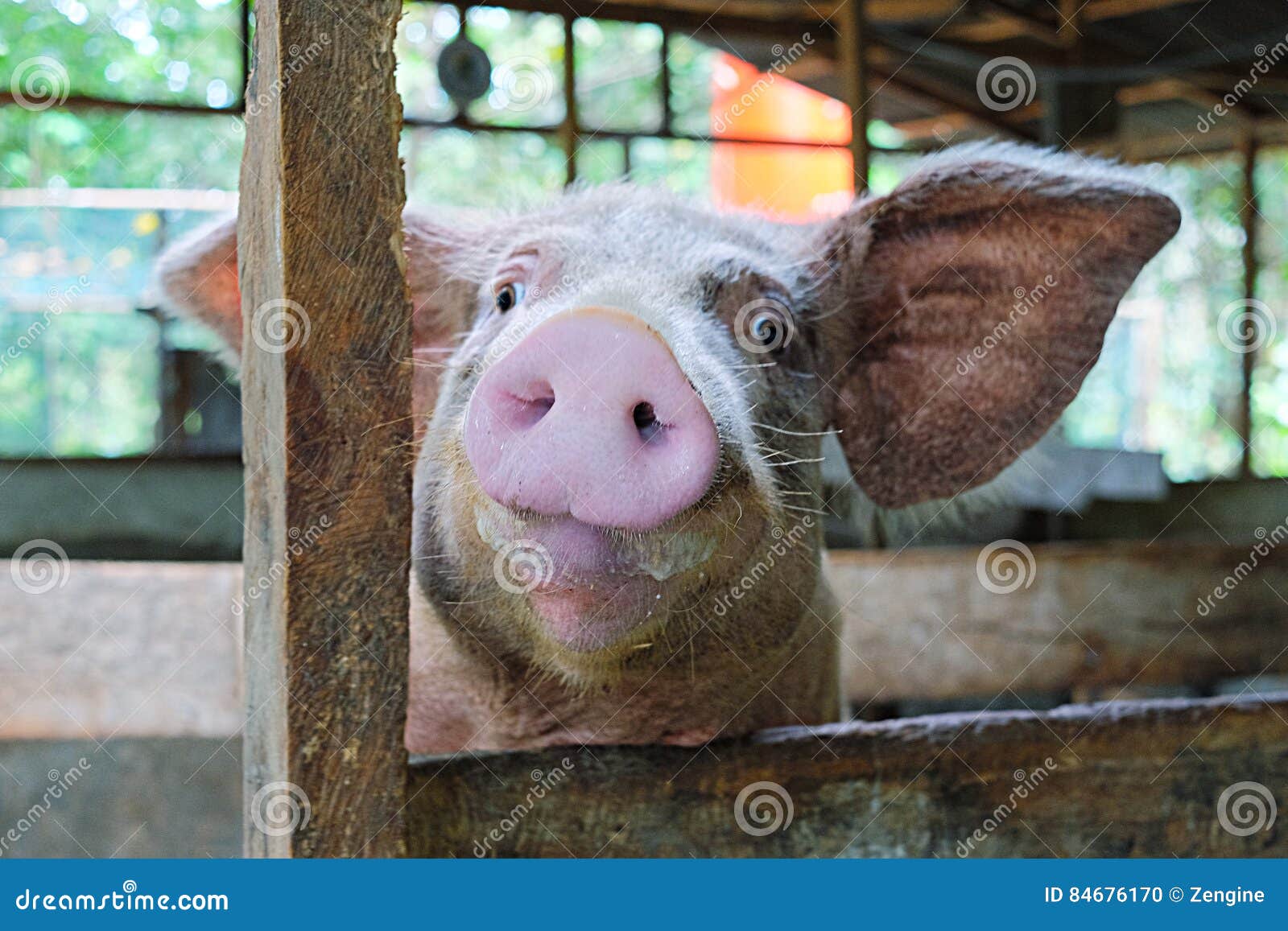 Funny face of young pig stock photo. Image of farm, agriculture - 84676170