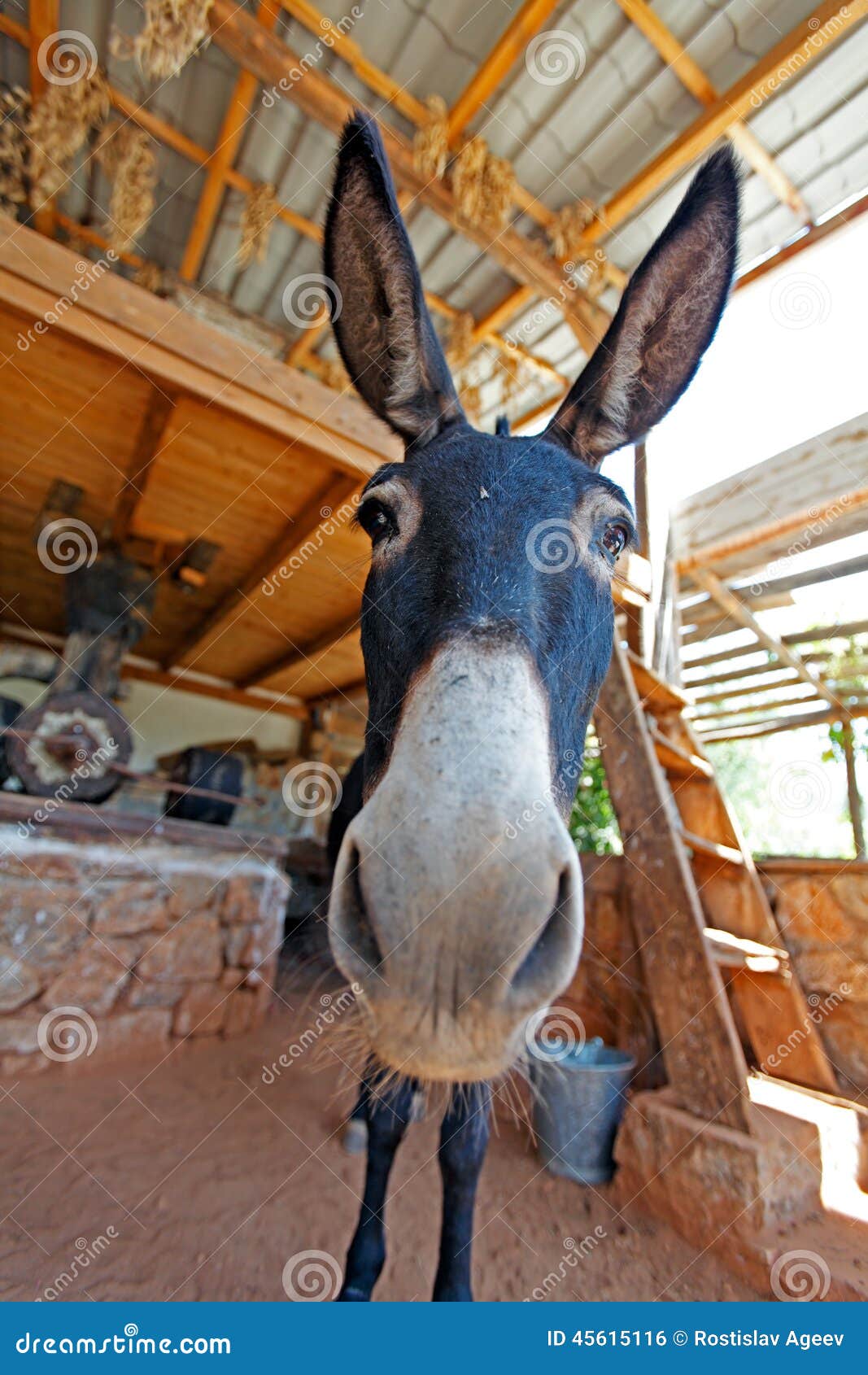 Funny Farm Donkey with Long Ears Stock Photo - Image of agriculture ...