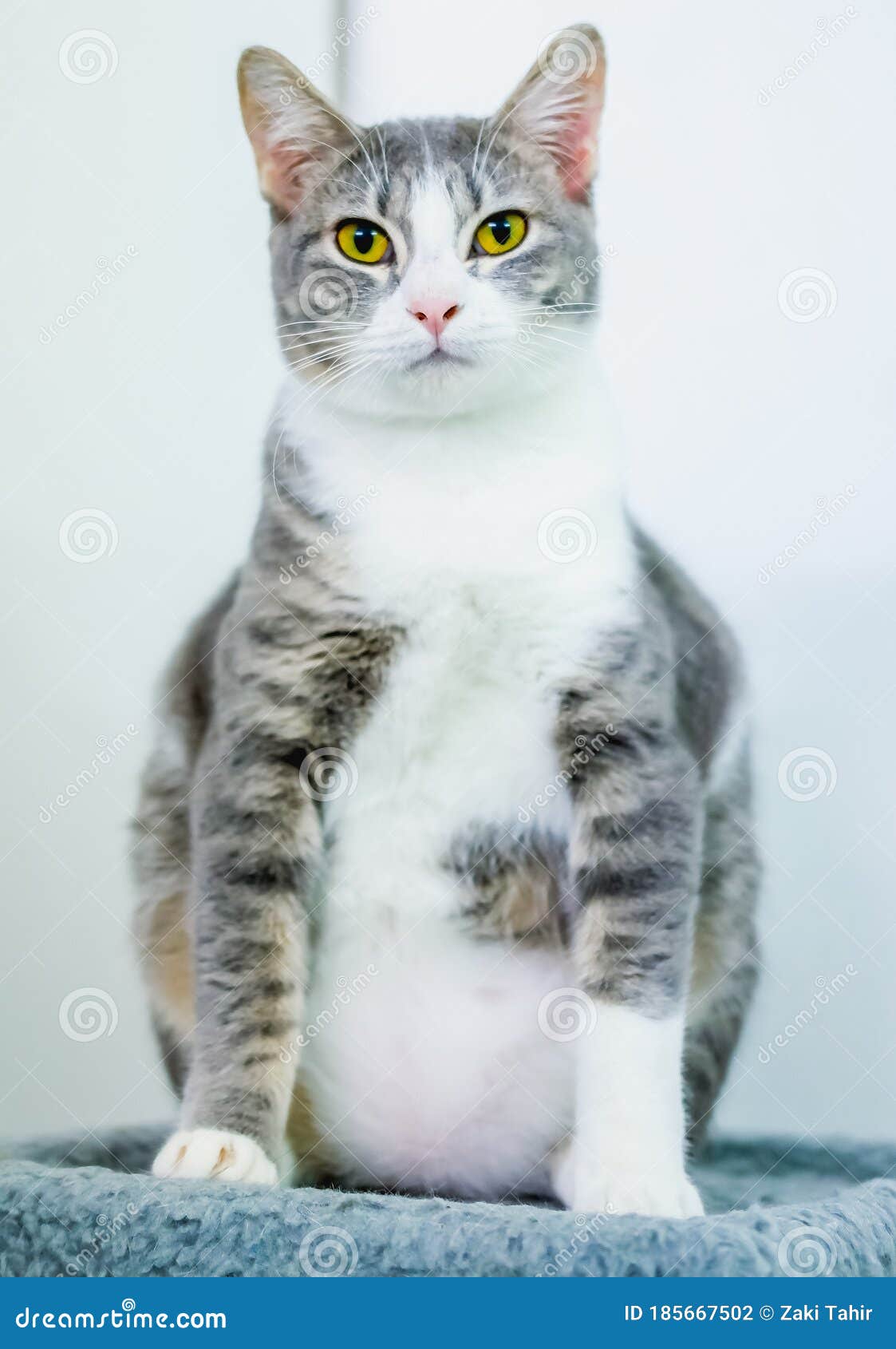 Funny fat cat body stock photo. Image of wildcat, animal - 185667502