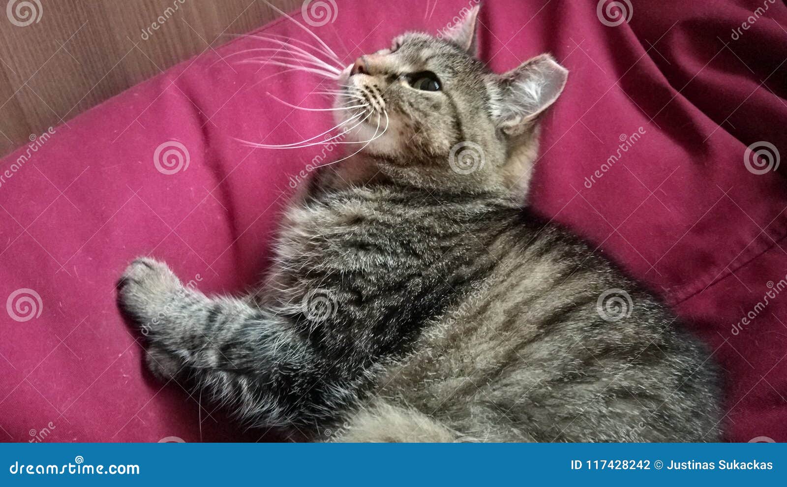 Fat cat stock photo. Image of green, funny, eyes, face - 117428242