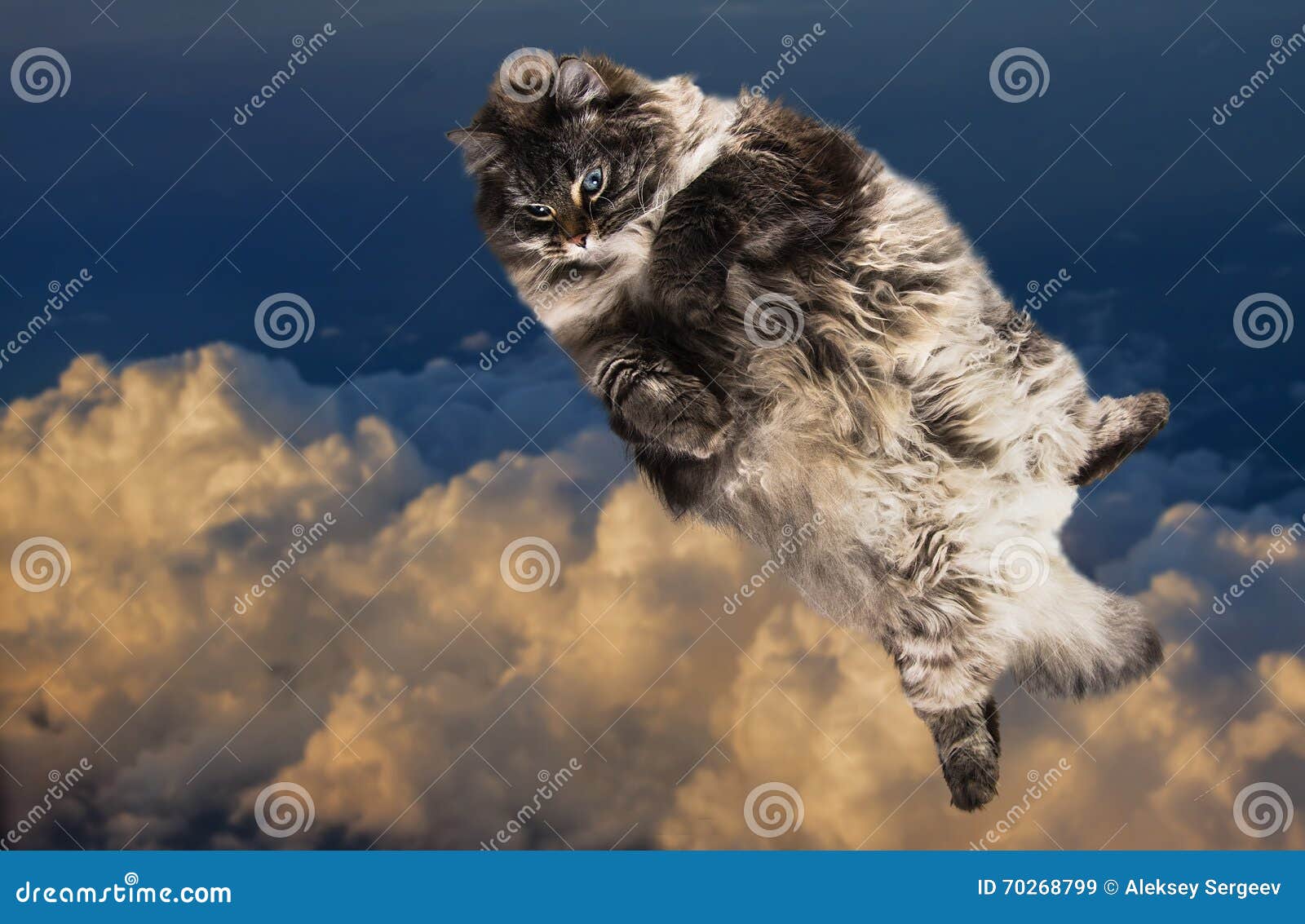 Funny Fat Cat Flying in the Sky Stock Image - Image of high, siberian ...