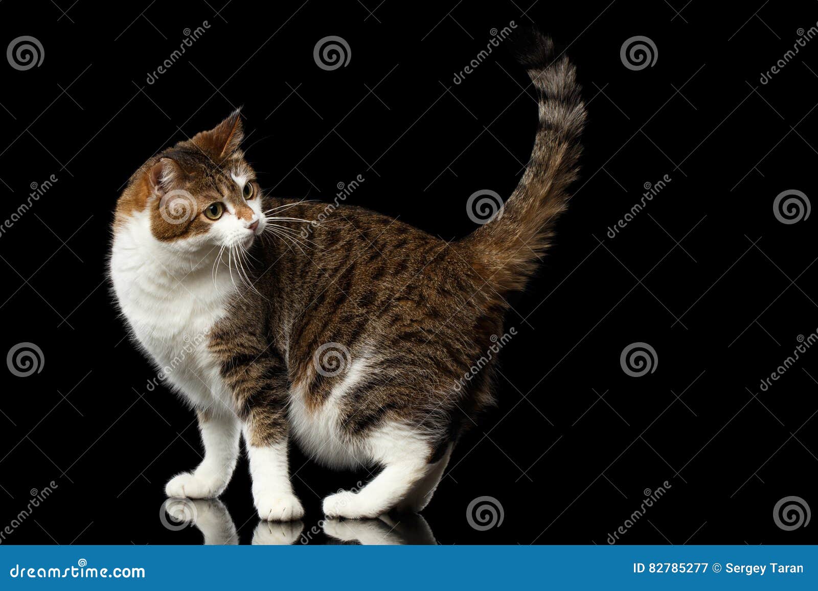 Funny Fat Cat on Isolated Black Background Stock Image - Image of ...