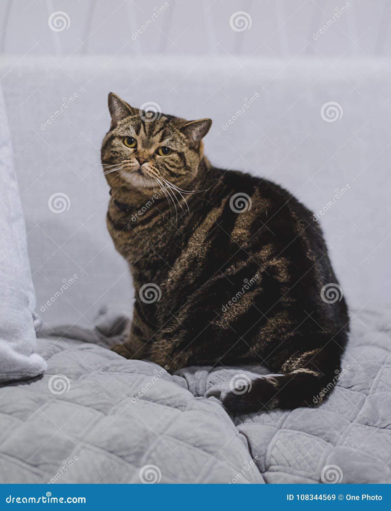 Funny Fat Cat Sitting Brown Cat Playing Relaxed Stock Image - Image of ...