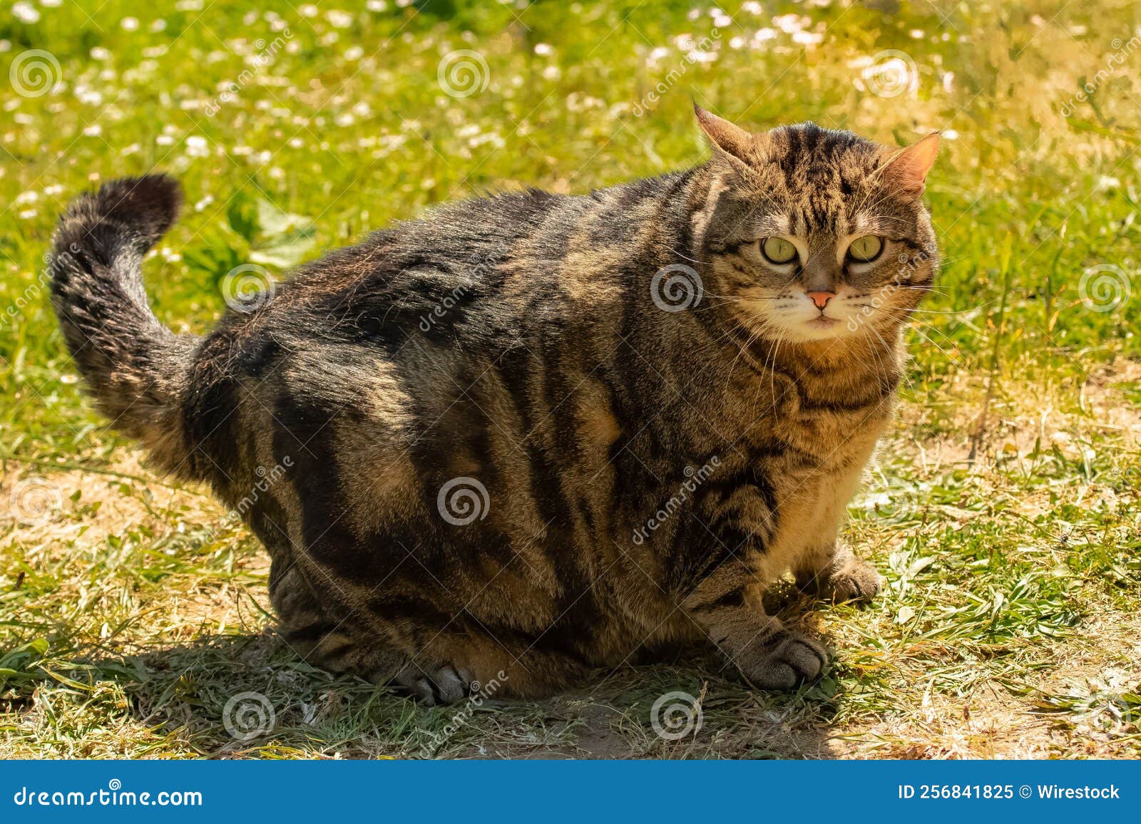 Funny Fat Tabby Cat in the Green Garden Stock Image - Image of cute ...