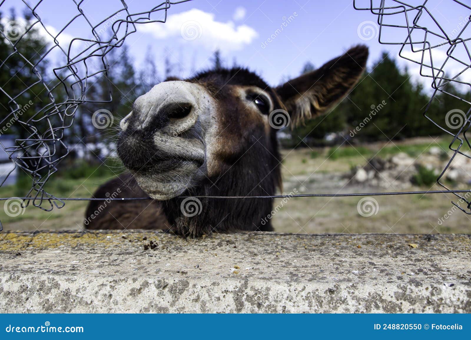 Donkey Bee, Wild Bees, Nest Of Donkey Bees, Dangerous Poisonous Bees ...