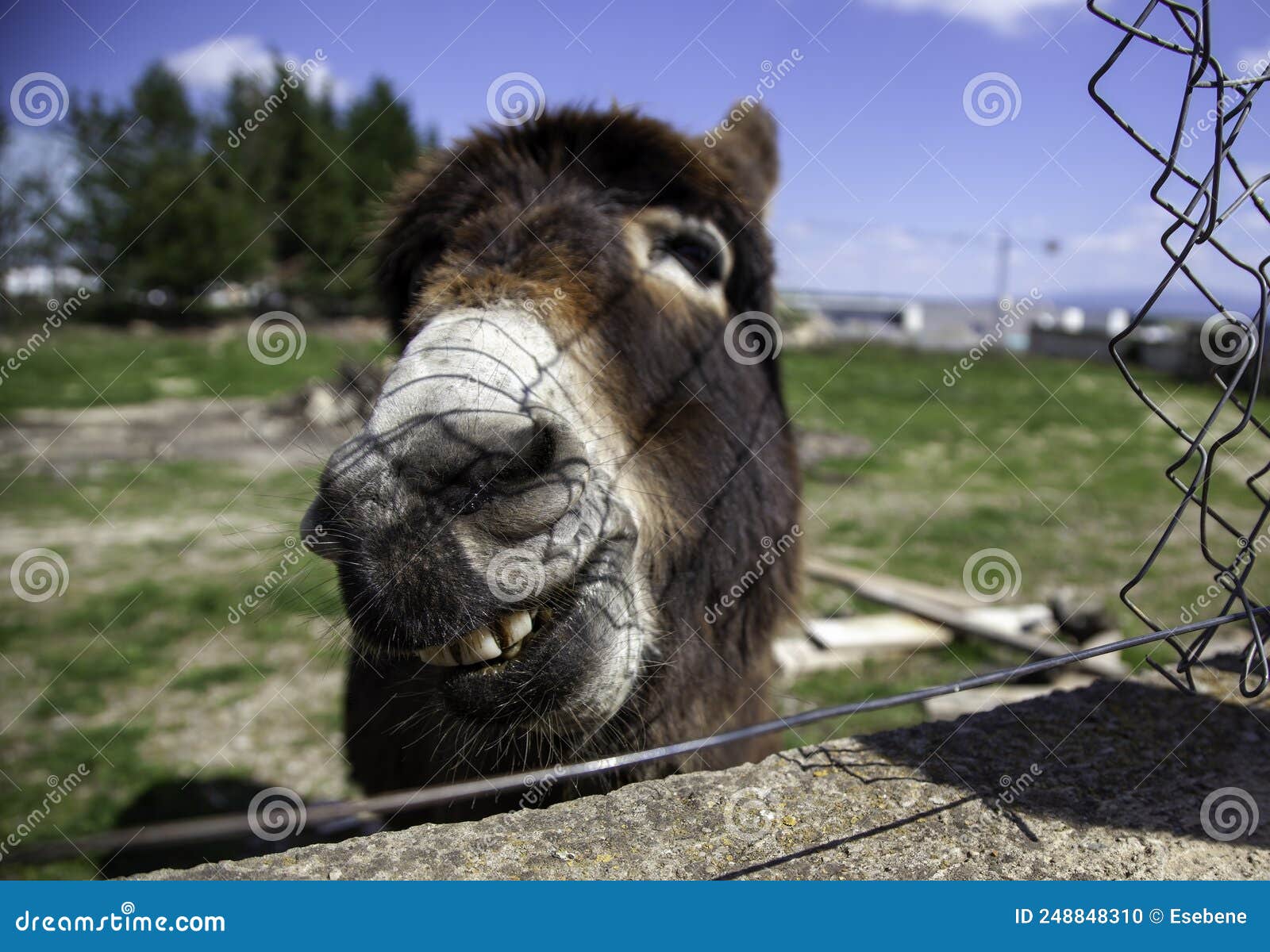 Donkey Bee, Wild Bees, Nest Of Donkey Bees, Dangerous Poisonous Bees ...