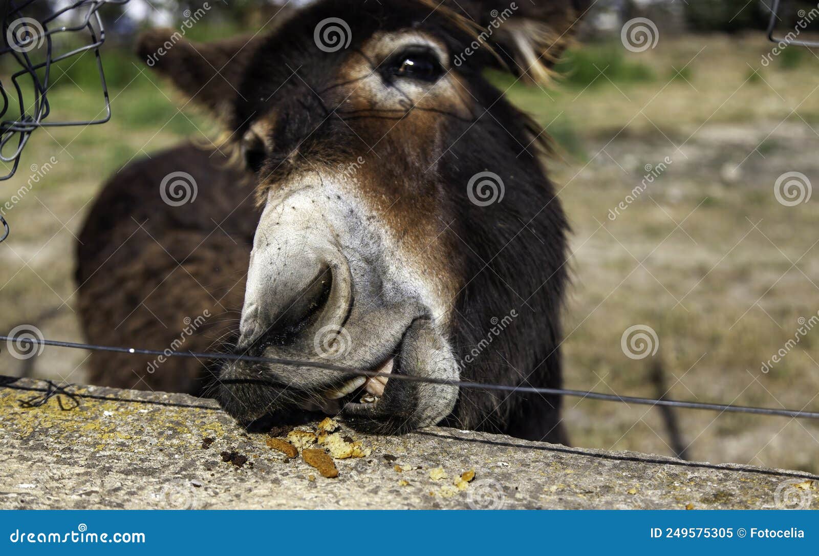 Donkey Bee, Wild Bees, Nest Of Donkey Bees, Dangerous Poisonous Bees ...