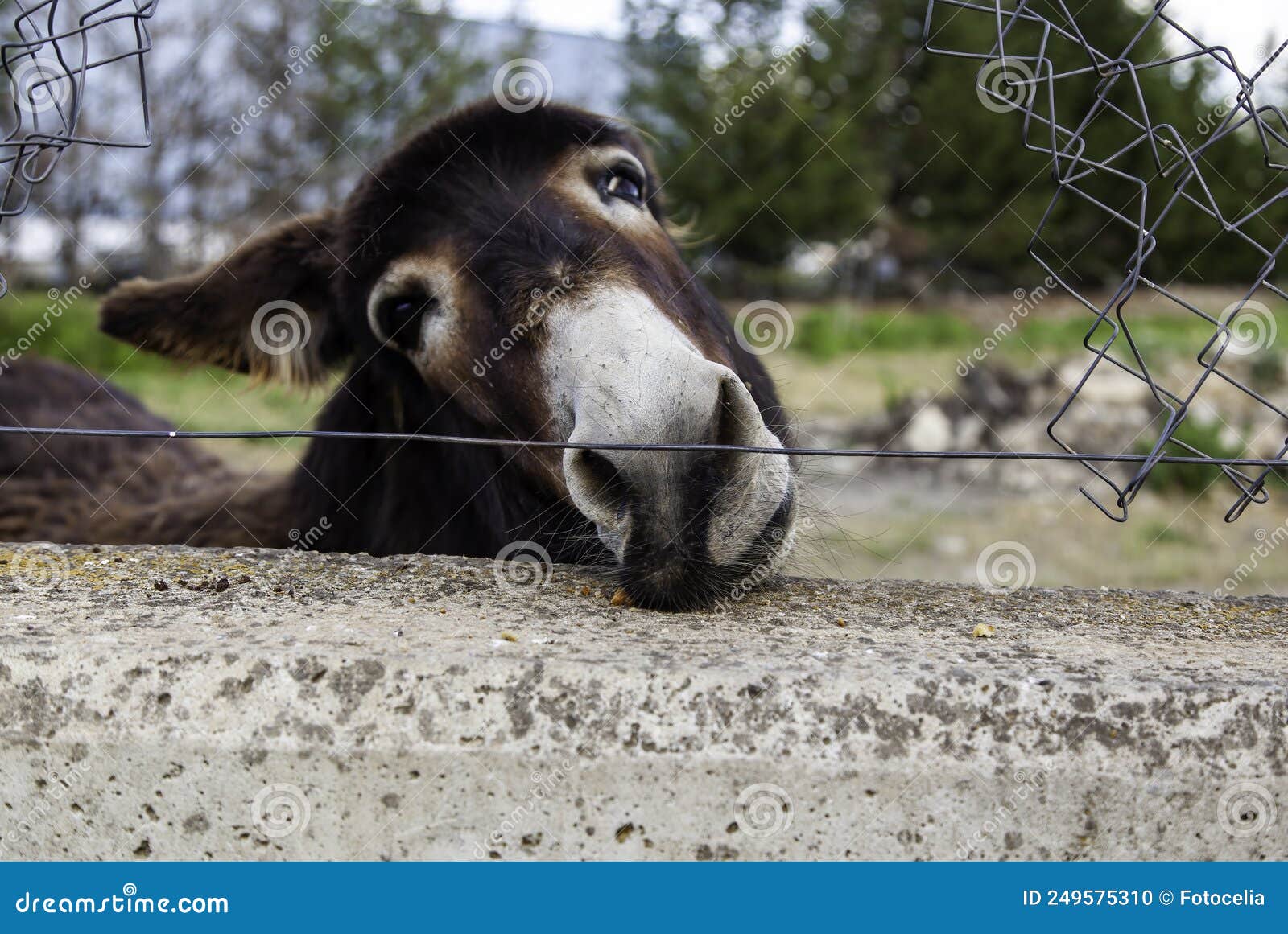 Donkey Bee, Wild Bees, Nest Of Donkey Bees, Dangerous Poisonous Bees ...