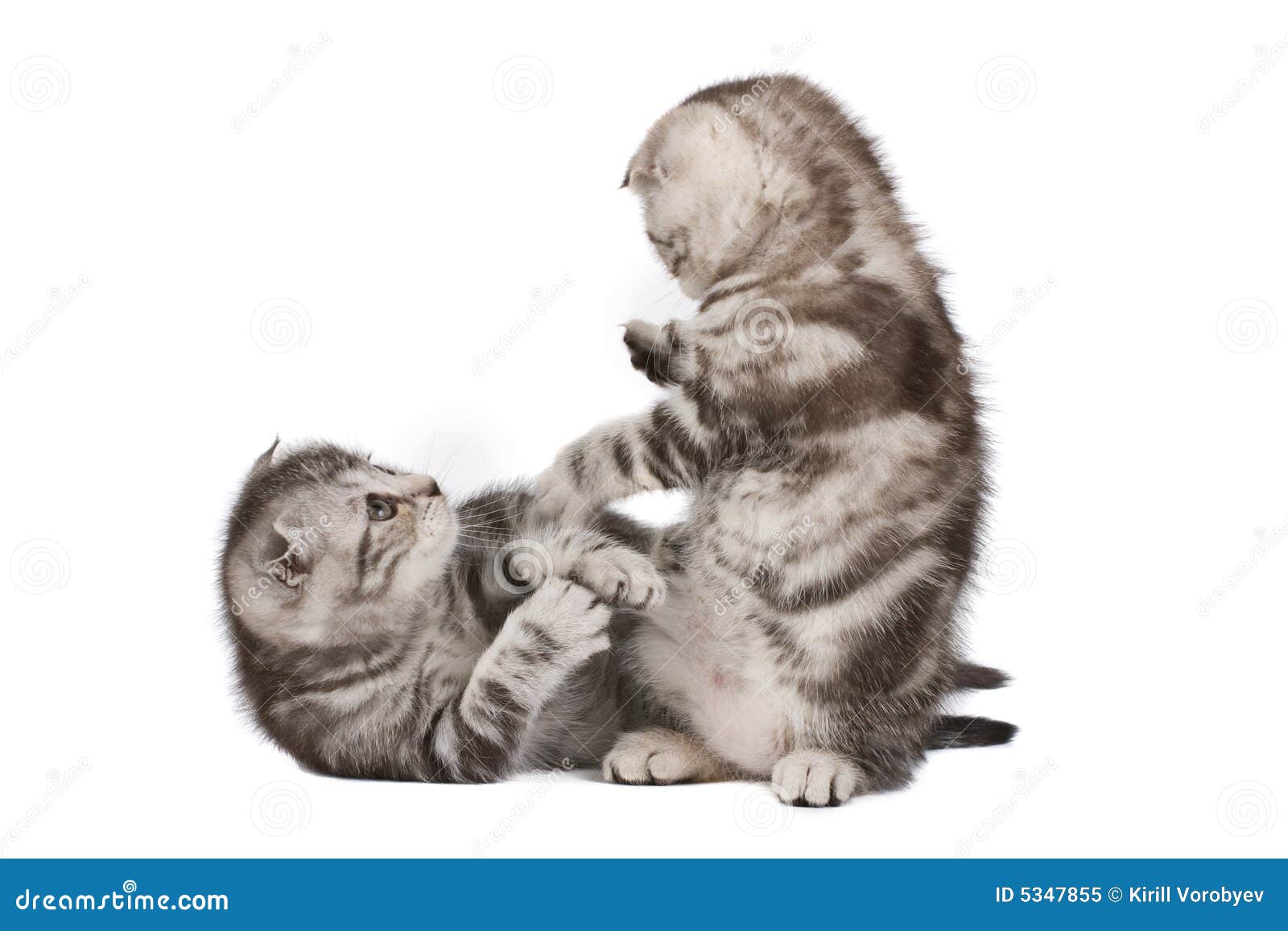 Funny fighting kittens stock image. Image of bite, pretty - 5347855