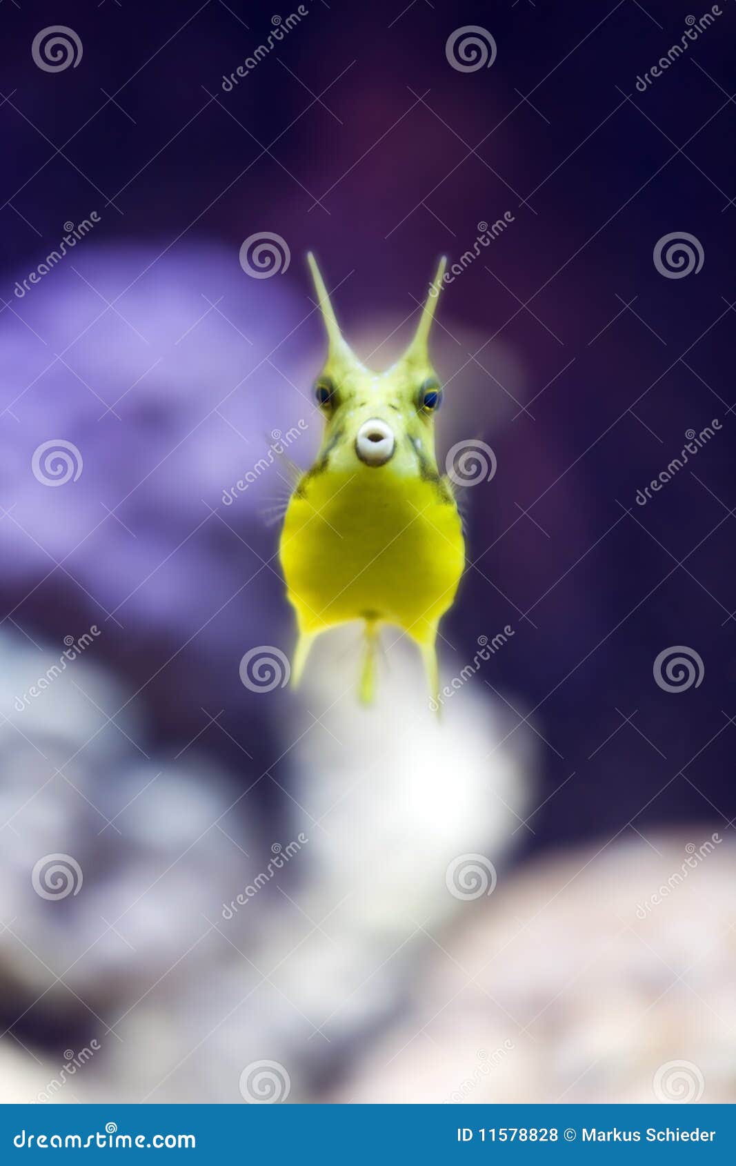 Funny fish stock photo. Image of blue, aquarium, boxfish - 11578828