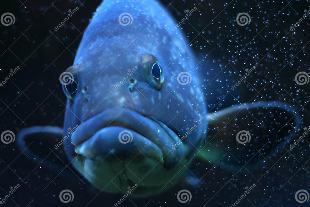 Funny fish stock photo. Image of scales, gills, beauty - 2297152