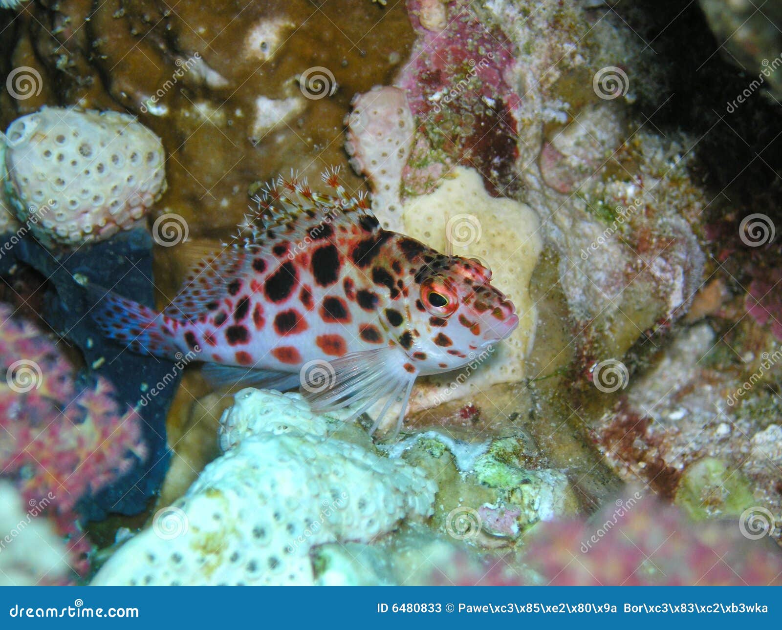 Funny fish stock image. Image of floating, sport, fish - 6480833