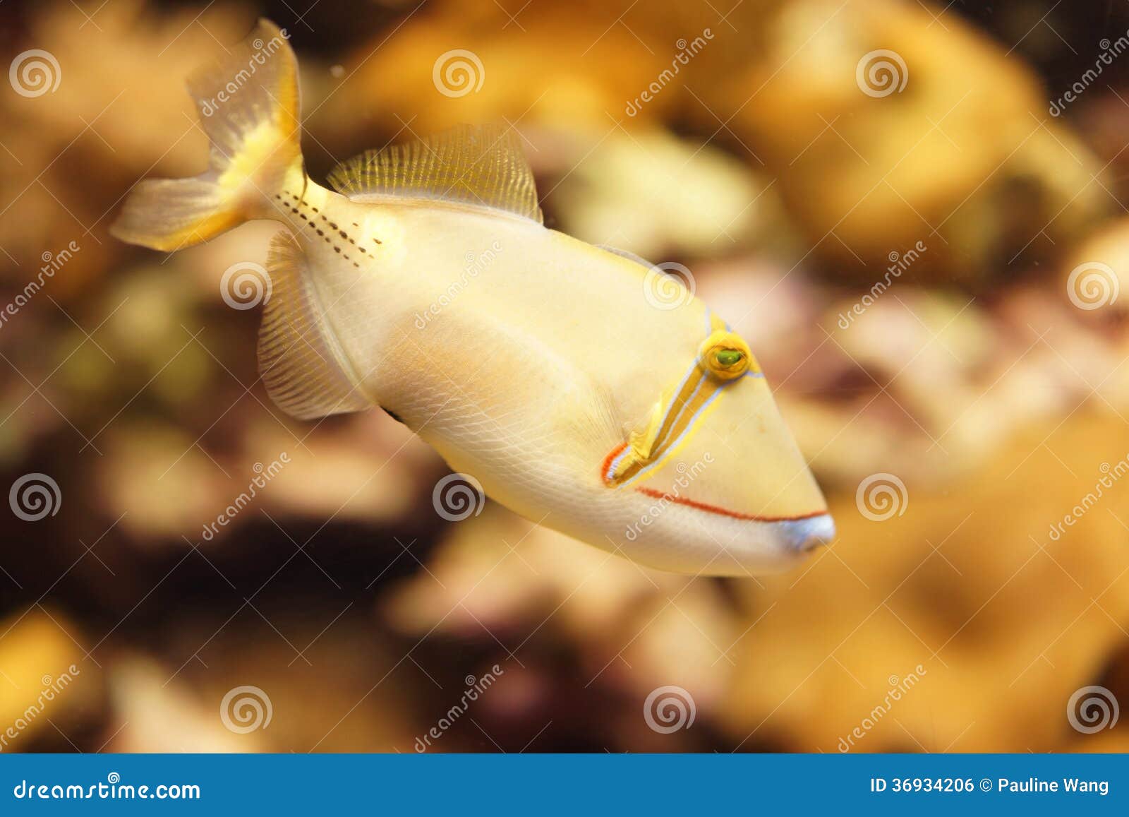 Funny fish stock photo. Image of floating, fish, reef - 36934206