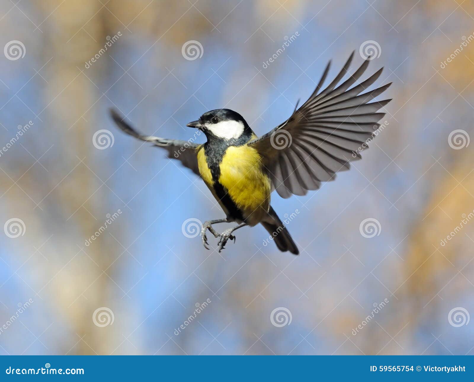 Funny Flight of Titmouse stock photo. Image of passerine - 59565754
