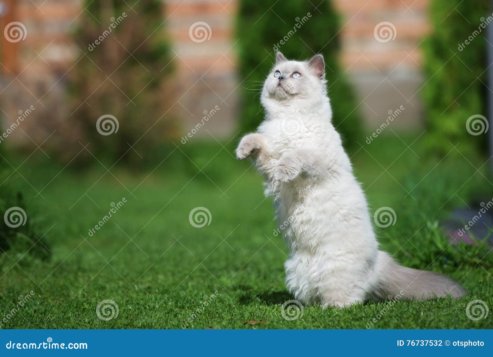 Funny Fluffy Cat Posing Outdoors Stock Photo - Image of cute, beautiful ...