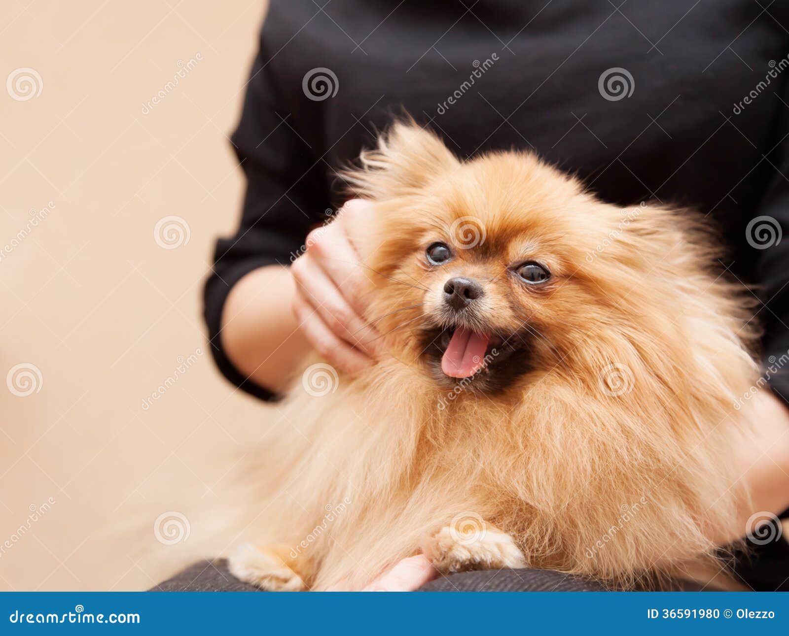 Funny fluffy Pomeranian stock photo. Image of natural - 36591980