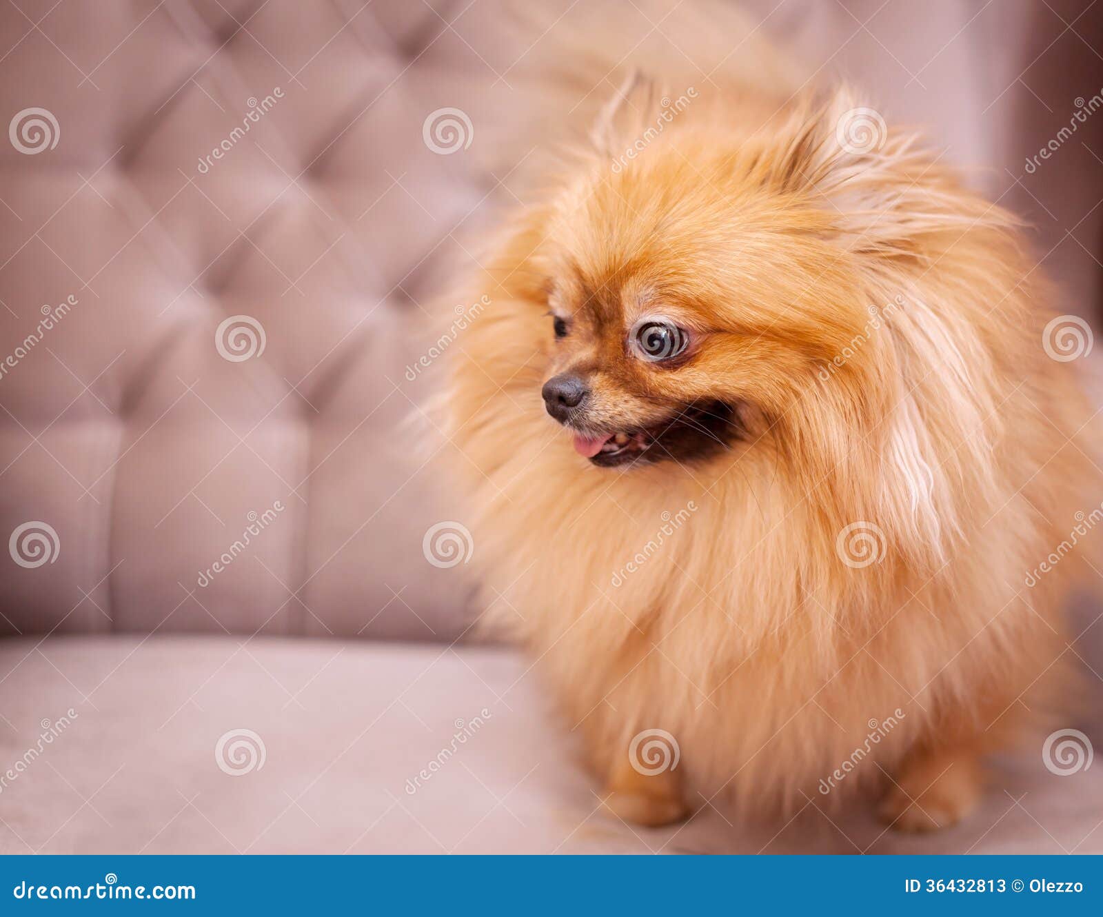 Funny and Fluffy Pomeranian Stock Image - Image of decoration, nose ...