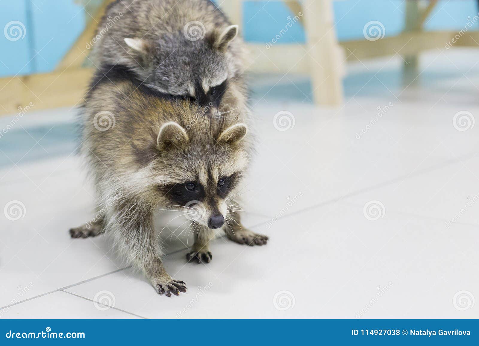 Funny and Fluffy Raccoons at the Zoo Stock Photo - Image of little ...