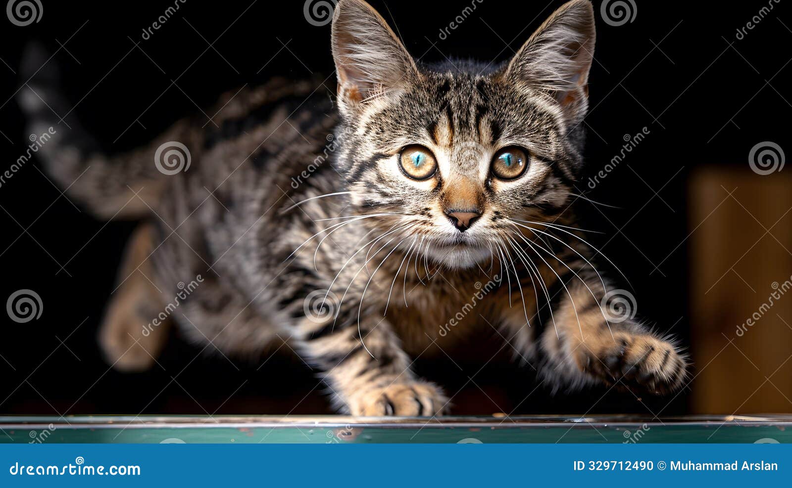 Funny Flying Bear. Image of a Playful Tabby Bear Jumping in Mid-air ...