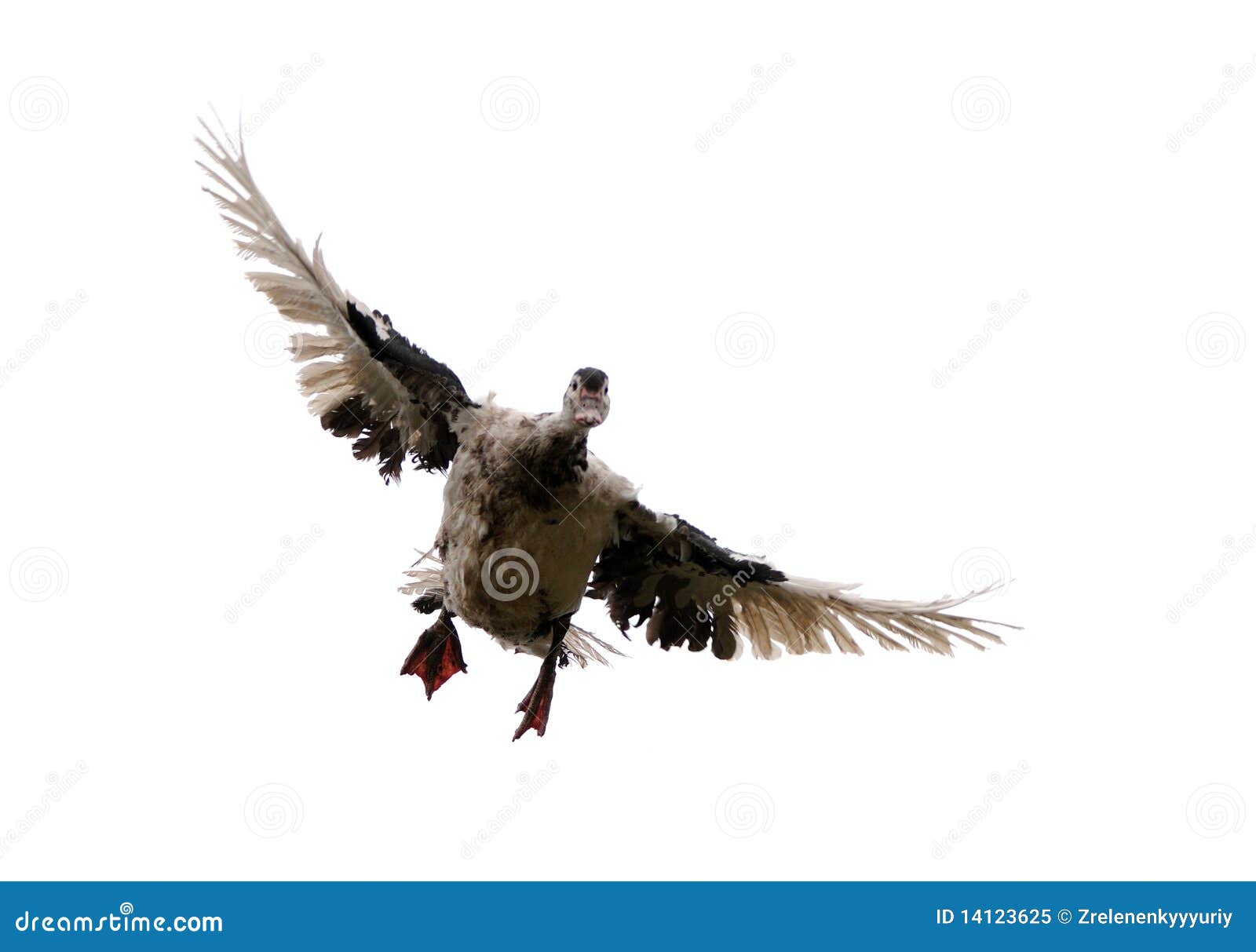 Funny Wallpapers Funny Flying