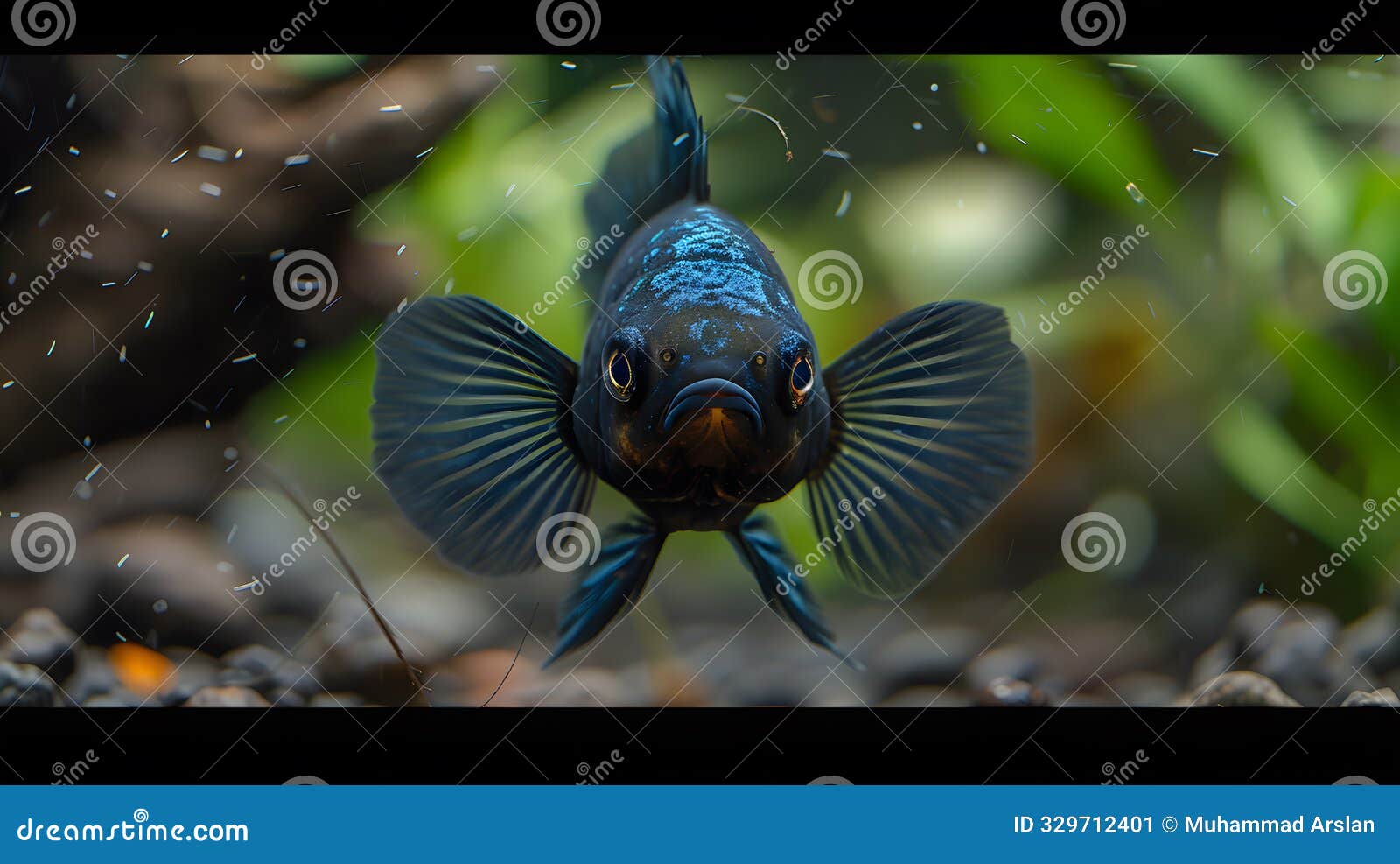 Funny Flying Fish. Image of a Playful Tabby Fish Jumping in Mid-air ...