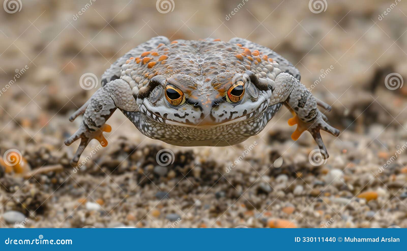 Funny Flying Frog. Image of a Playful Tabby Frog Jumping in Mid-air ...