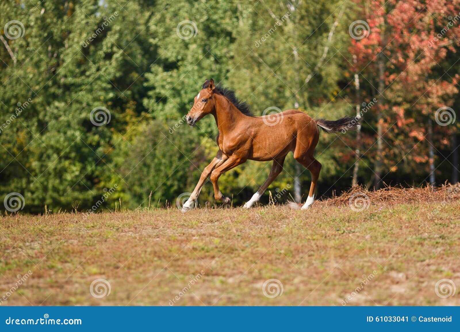Funny foal running around stock image. Image of breed - 61033041