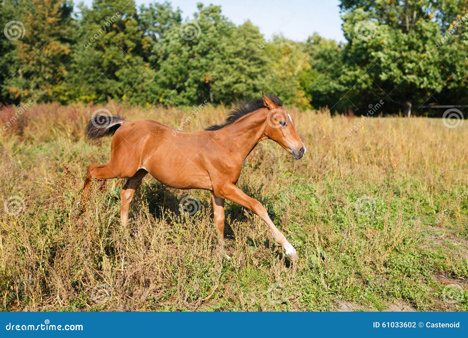 Funny foal running around stock photo. Image of grass - 61033602