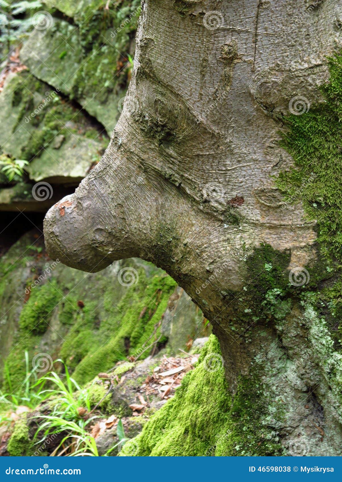 Funny forest gnome stock photo. Image of trunk, shaped - 46598038