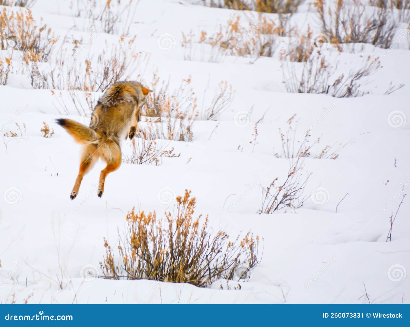 Funny Fox Jumping Over a Little Bush in a Field in Winter Stock Image ...