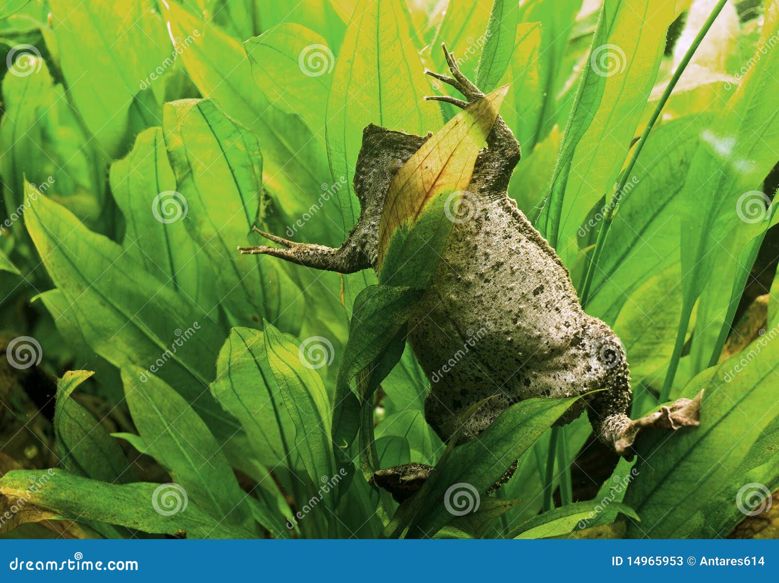 Funny frog stock image. Image of dead, frog, head, underwater - 14965953