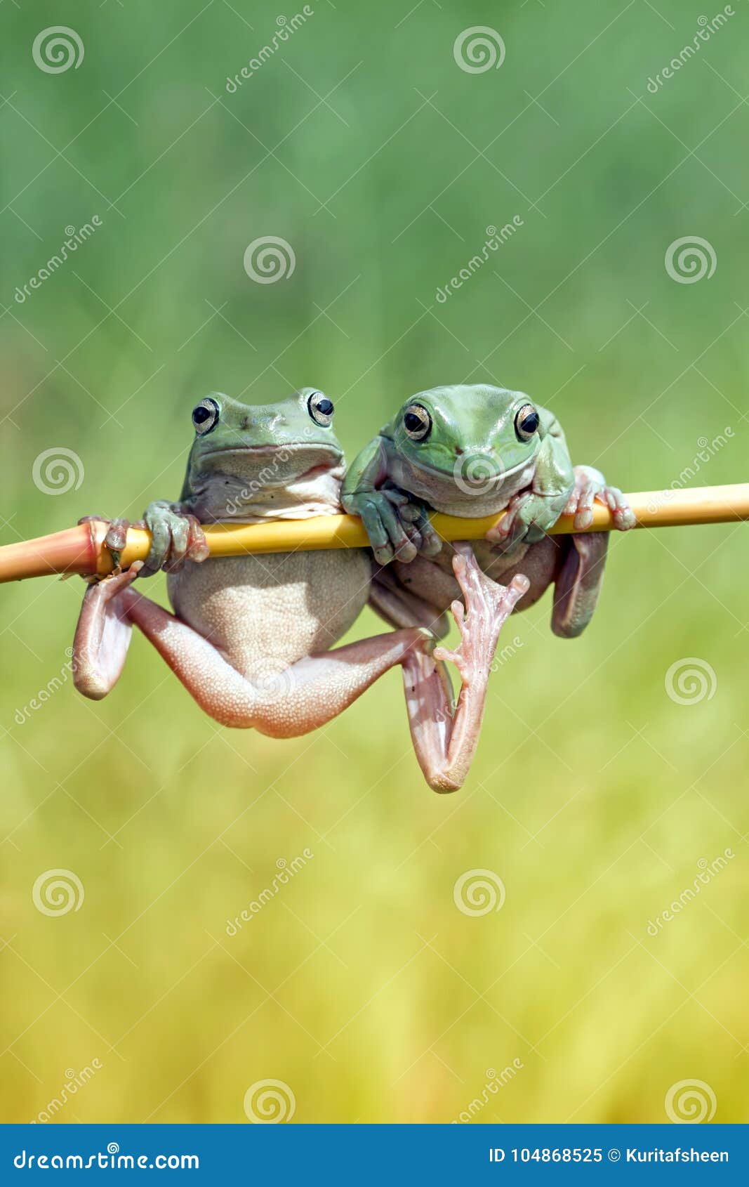 Tree Frog, Dumpy Frog Swinging on the Branch Stock Image - Image of ...