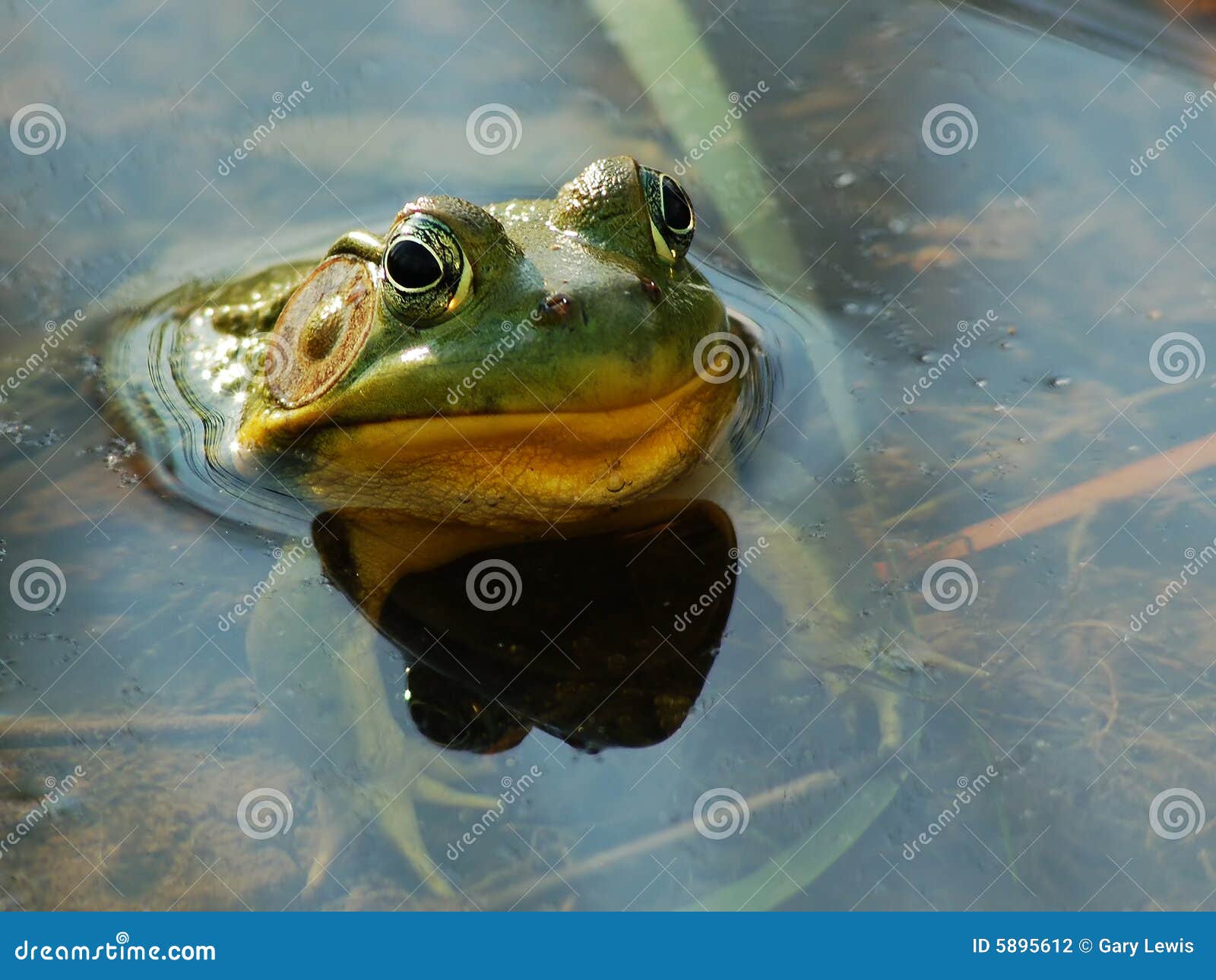 Funny Frog Face with Copy Space Stock Photo - Image of male, wildlife ...