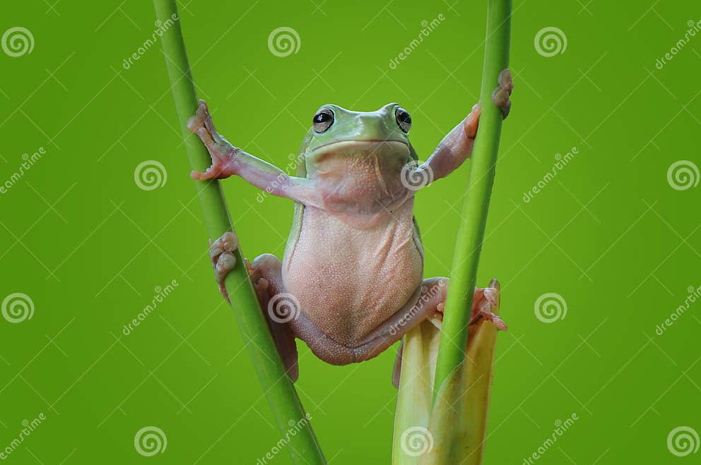 Funny Frog stock image. Image of pets, frog, back, green - 97945881