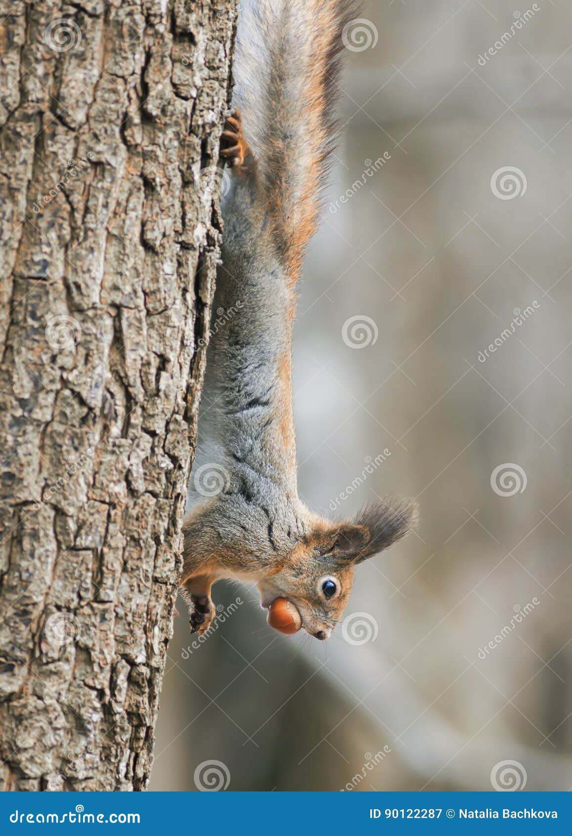 Funny Furry Squirrel Climbing Tree with Nut in His Teeth Stock Image ...