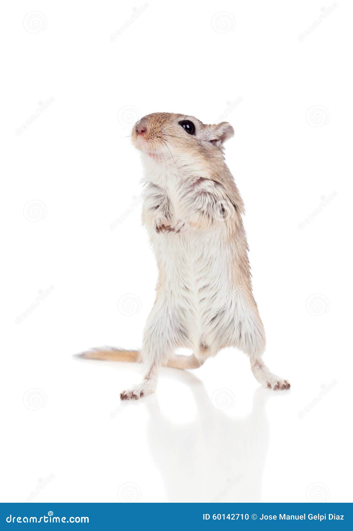 Gergil Stock Photos - Free & Royalty-Free Stock Photos from Dreamstime