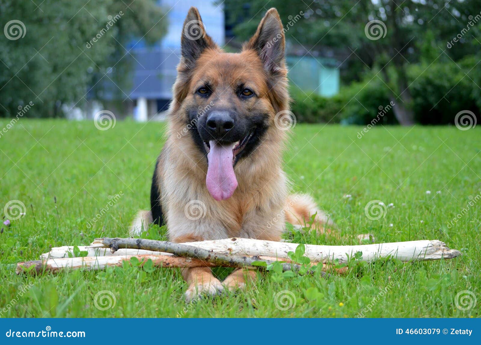 Funny German Shepherd with Stick Stock Image - Image of happy, color ...