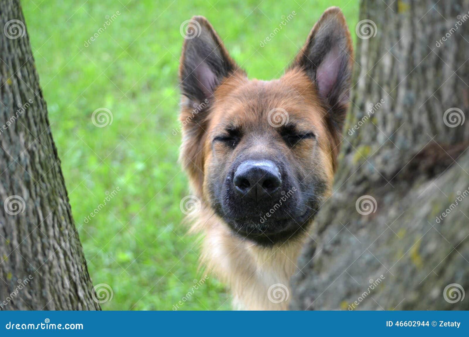 Funny German shepherd stock photo. Image of card, companion - 46602944