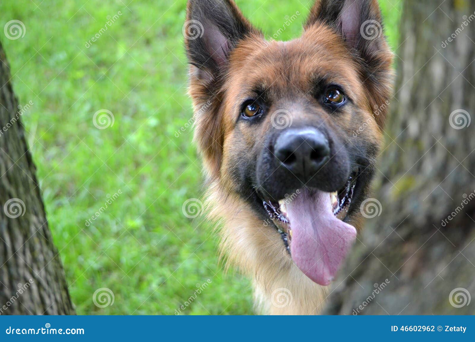 Funny German shepherd stock photo. Image of happy, beauty - 46602962