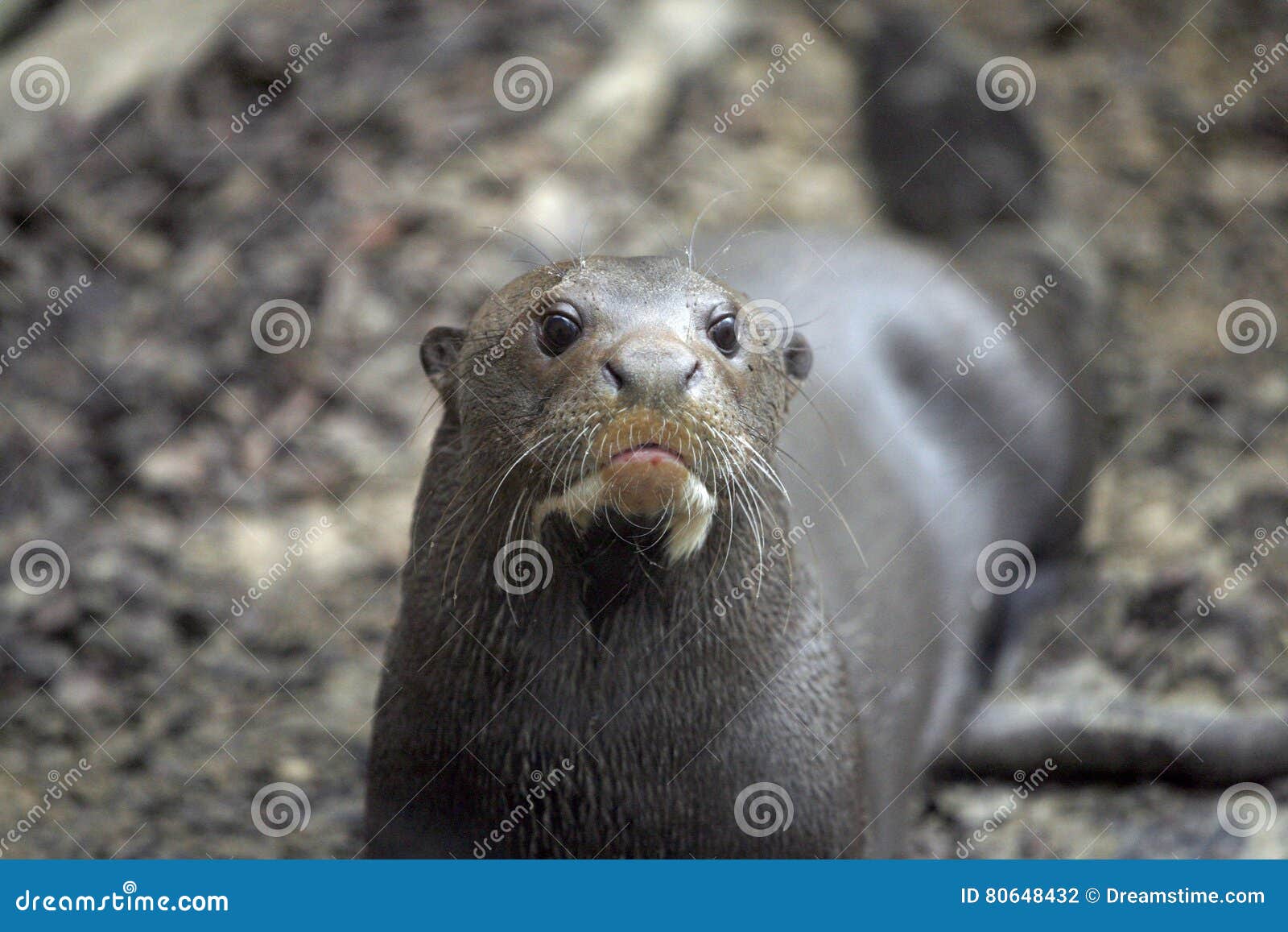 Funny giant otter stock photo. Image of wild, face, stupid - 80648432