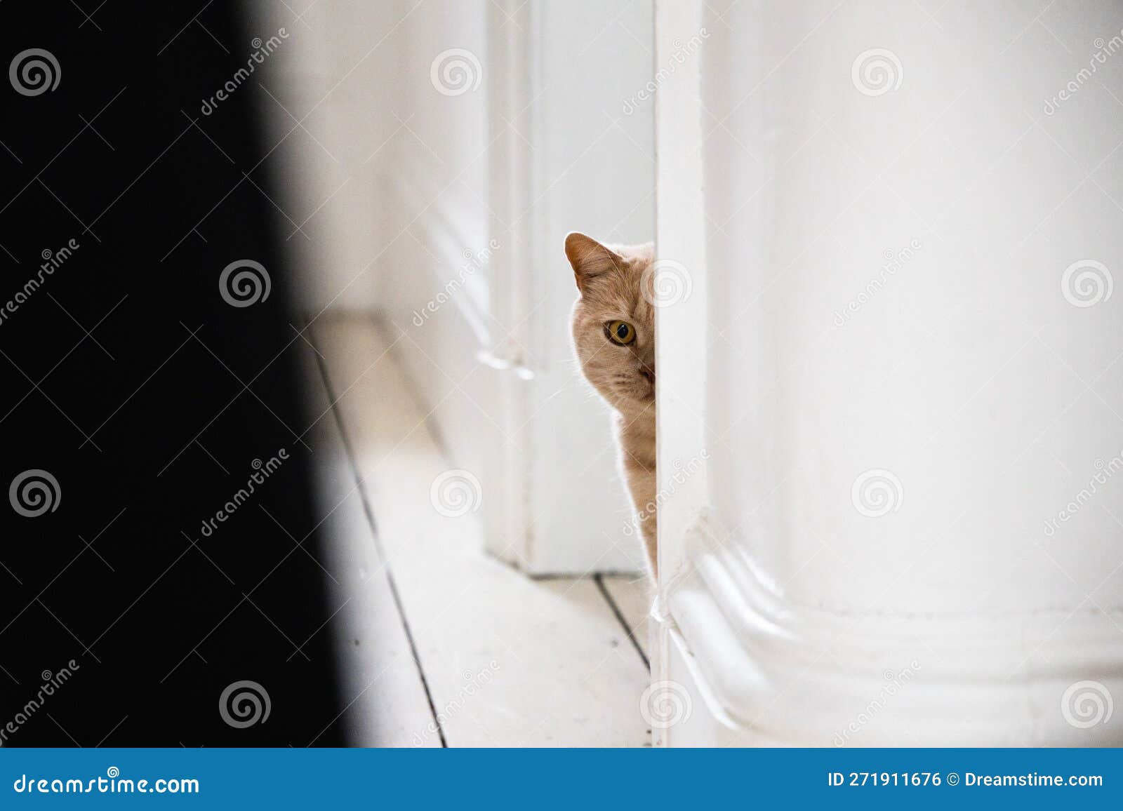 Funny Ginger British Shorthair Cat Peeks from Behind the Wall Stock ...