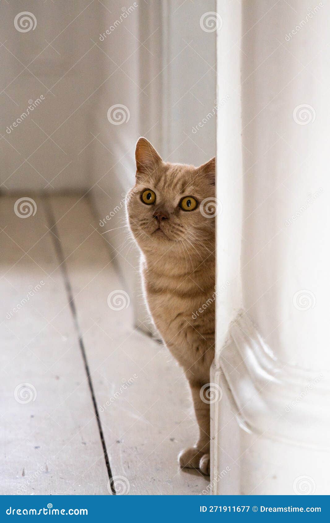 Funny Ginger British Shorthair Cat Peeks from Behind the Wall Stock ...