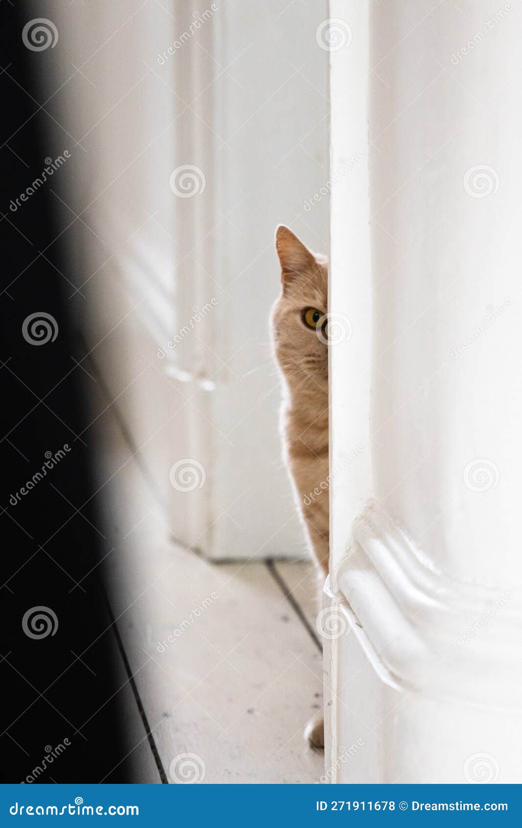 Funny Ginger British Shorthair Cat Peeks from Behind the Wall Stock ...