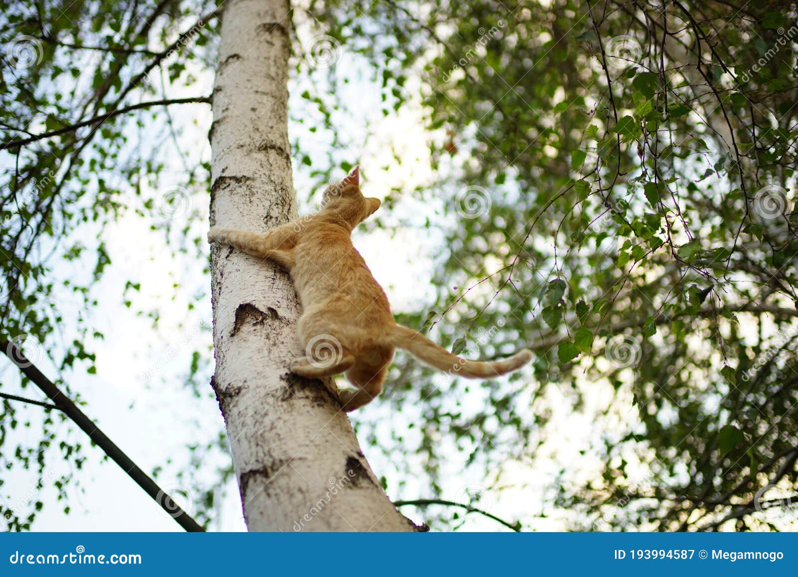 Bow Hunter In Tree Royalty-Free Stock Photo | CartoonDealer.com #8639823