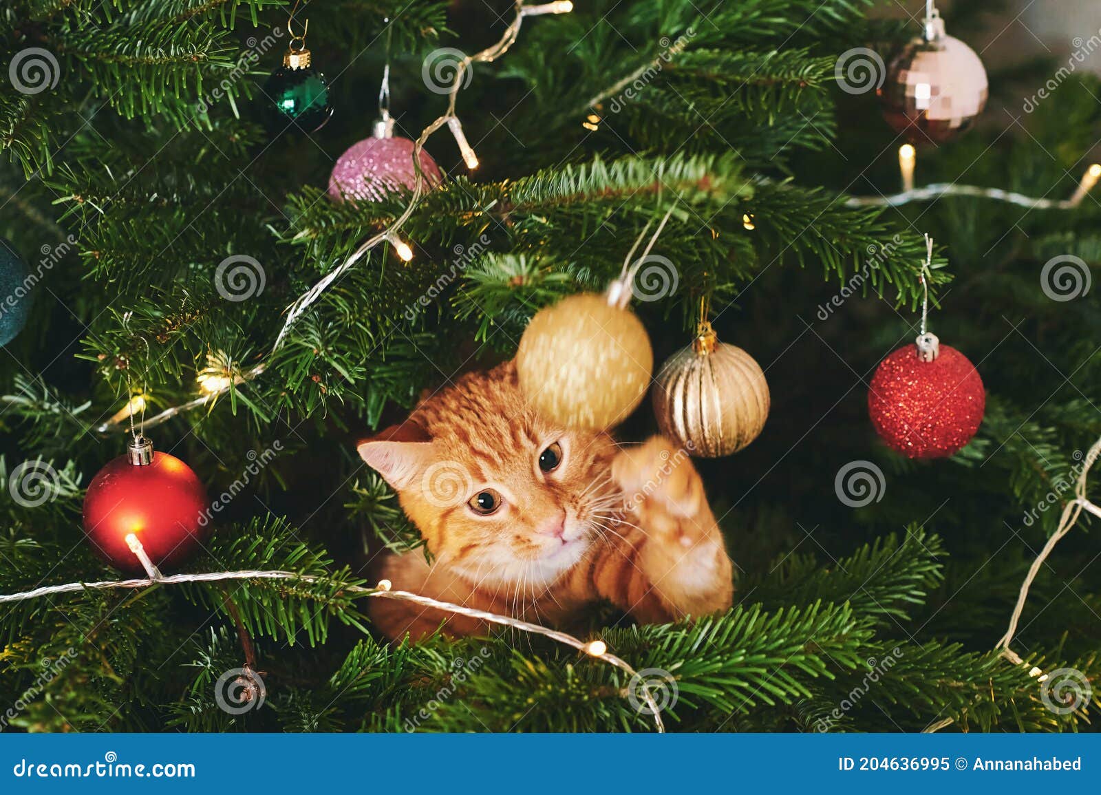 Funny Ginger Cat Laying Inside of Christmas Tree Stock Image - Image of ...