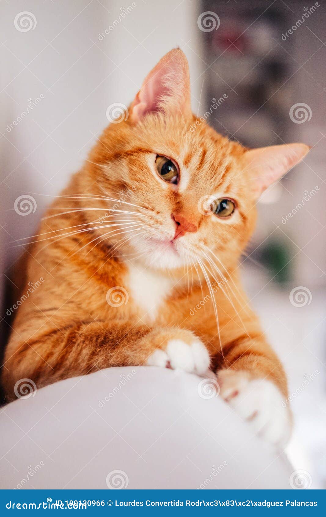 Funny Ginger Cat Looking at the Camera Stock Photo - Image of ginger ...