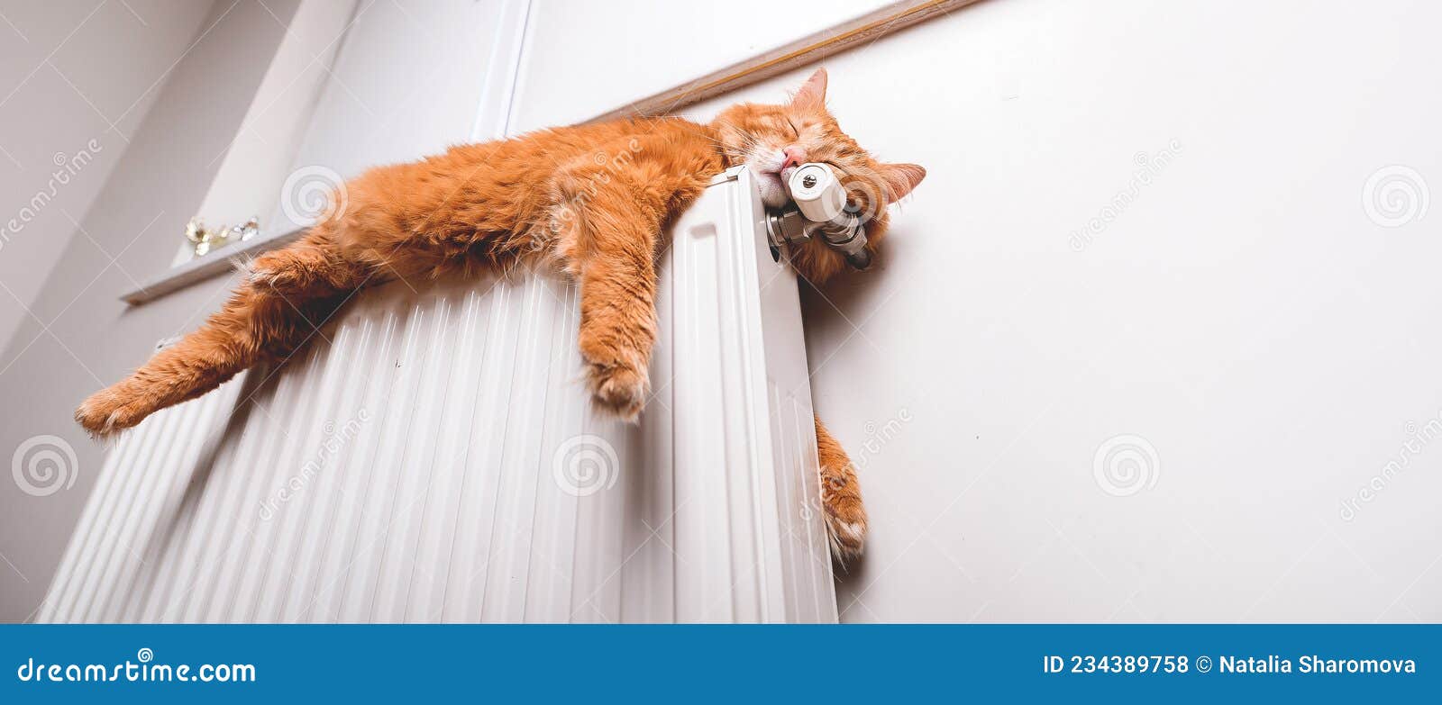 Funny Ginger Cat is Resting on Warm Radiator in a Bizarre Posture Stock ...
