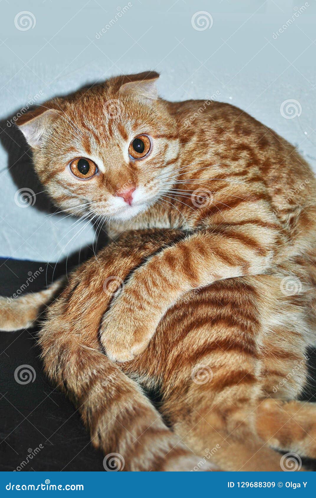 Funny Ginger Cat in Yoga Pose Stock Image - Image of portrait, ginger ...