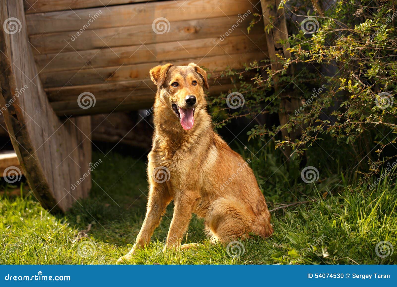Funny Ginger Dog Sits on Grass Outdoor Stock Photo - Image of cute ...