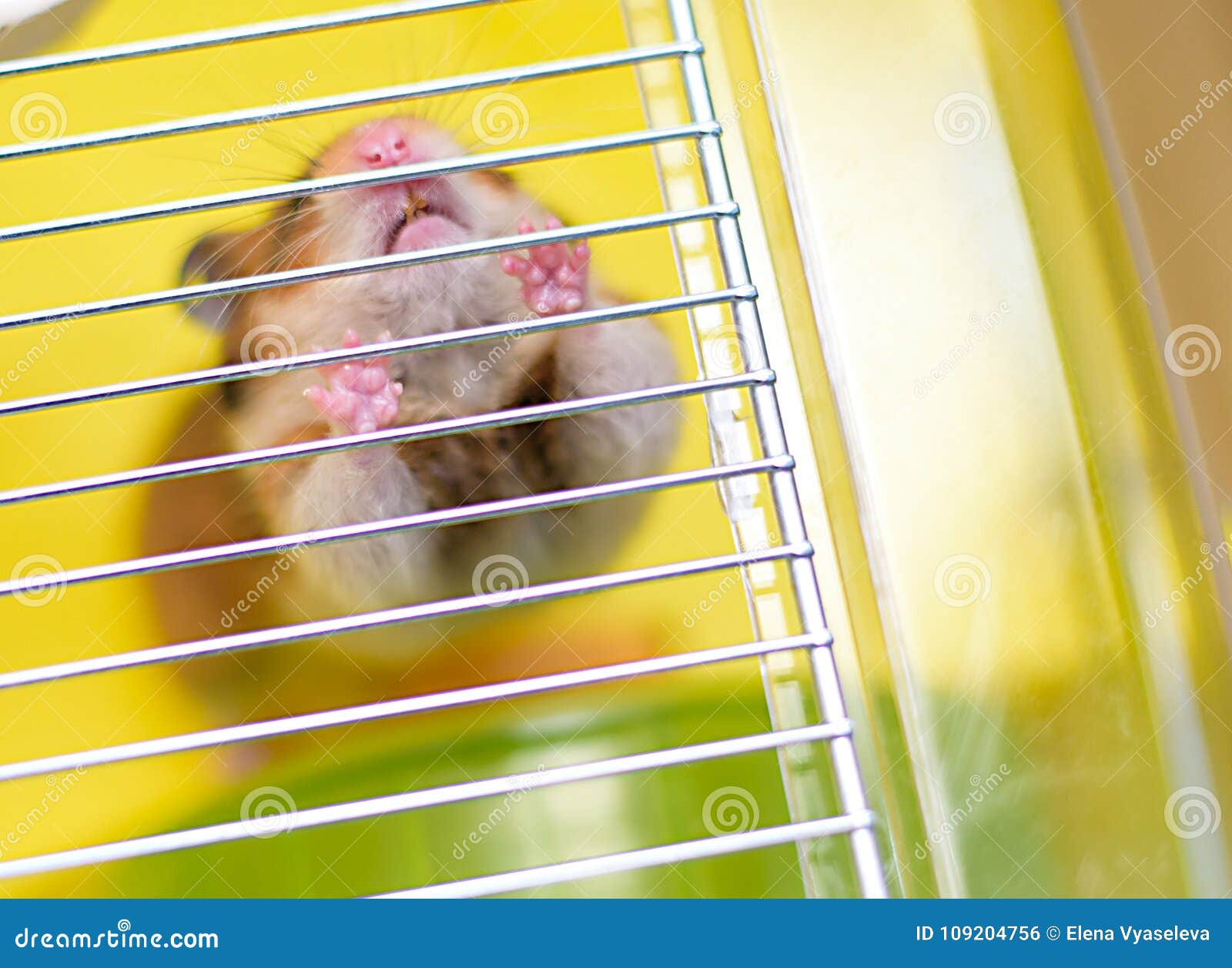 Funny Ginger Hamster Gets Out of Its Cage Stock Photo - Image of dwarf ...